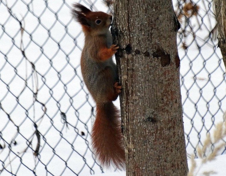 01-Vaverite_laiza_klavas_sulu____3 - Valmieras Ziņas