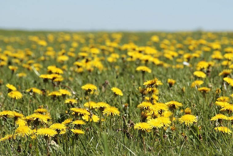 Meteoroloģiskā vasara vietām Latvijā sākusies jau 7.maijā - Valmieras Ziņas
