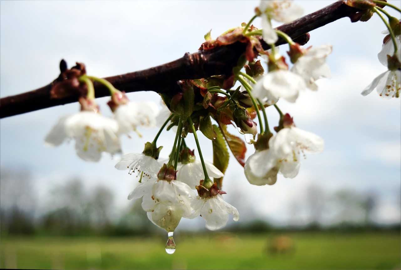 Ceturtdien debesis būs mākoņainas, pēcpusdienā daudzviet skaidrosies ...