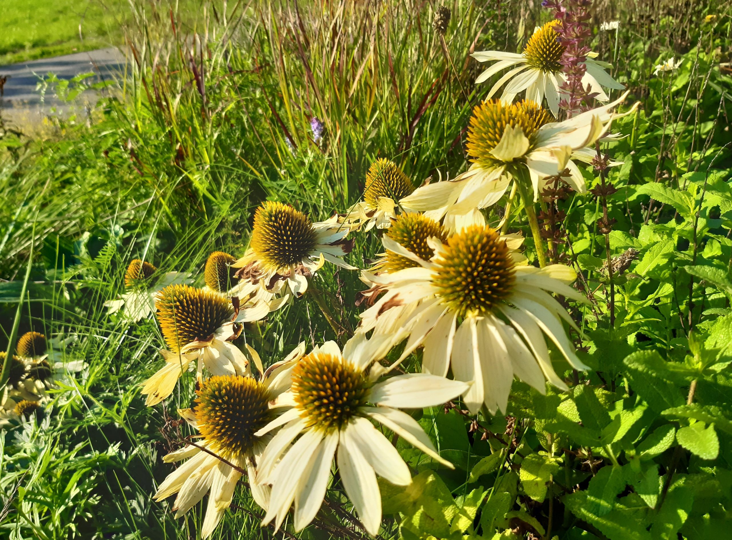 Pirmdien debesis būs apmākušās, brīžiem uzspīdēs saule - Valmieras Ziņas