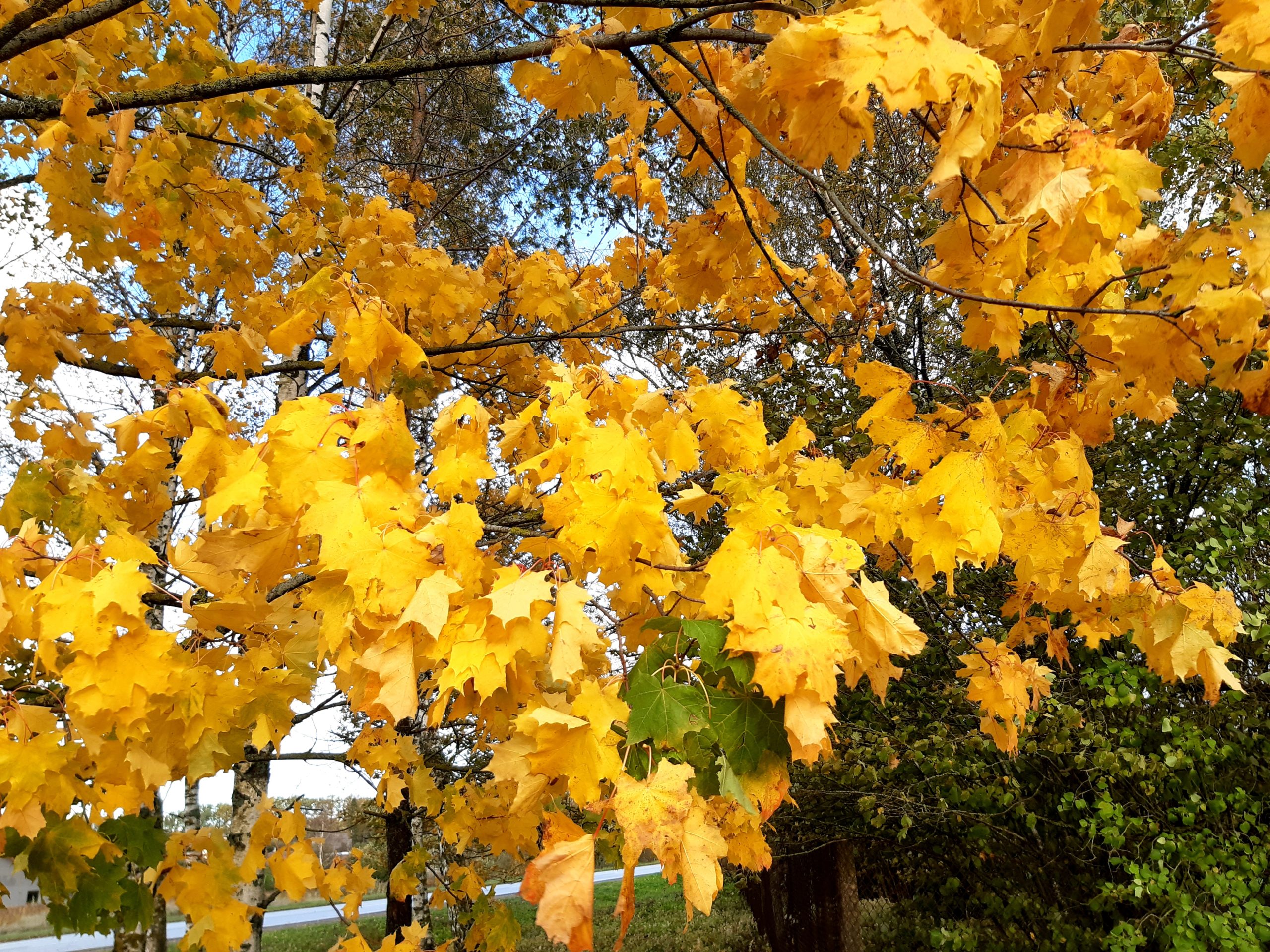Trešdien gaiss kļūs nedaudz vēsāks - Valmieras Ziņas