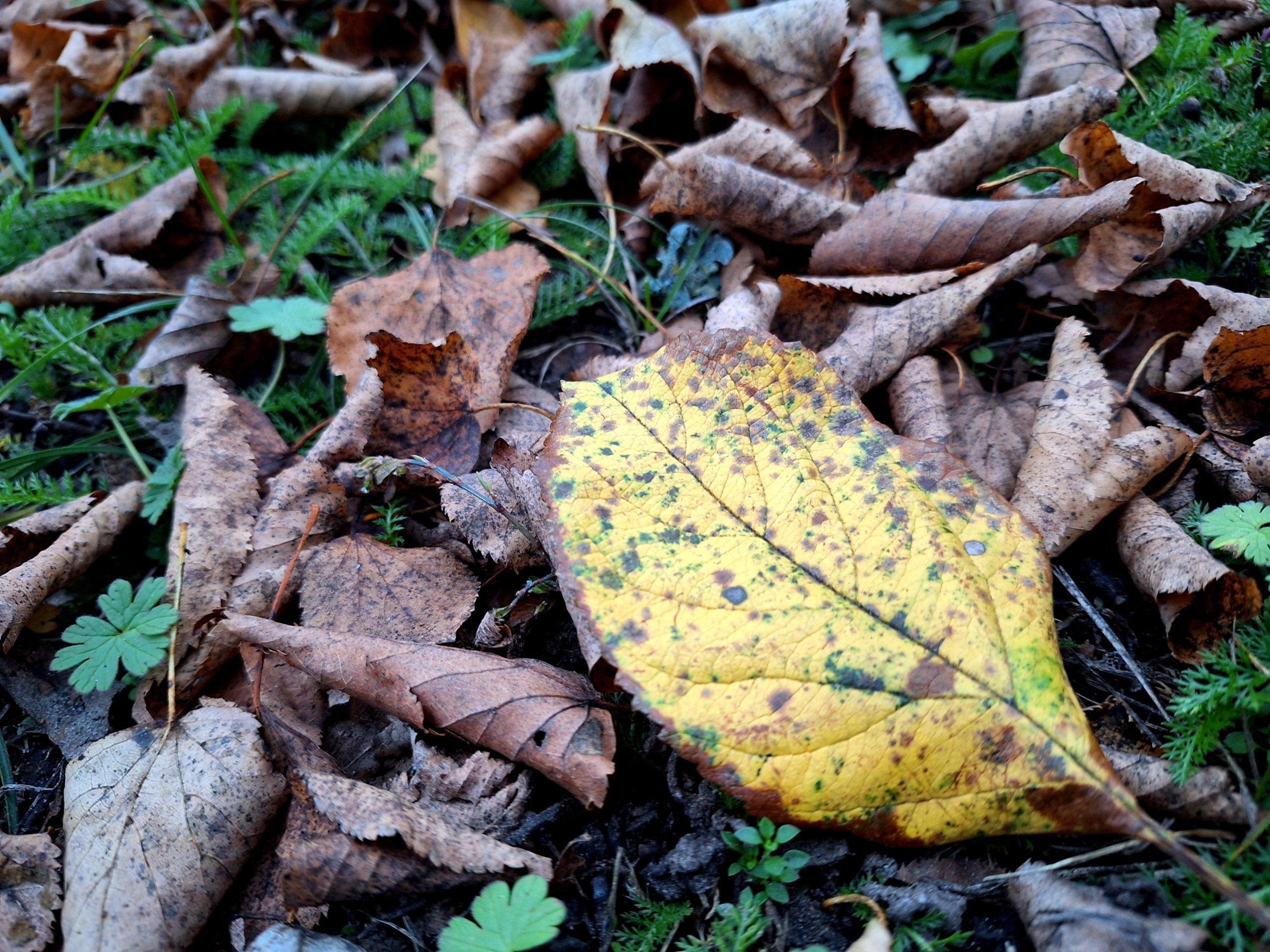 Svētdien mākoņi aizklās debesis - Valmieras Ziņas